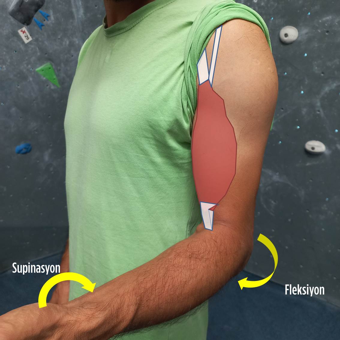 Biseps Tendon Ağrısı ve Tırmanış | Outdoorklinik