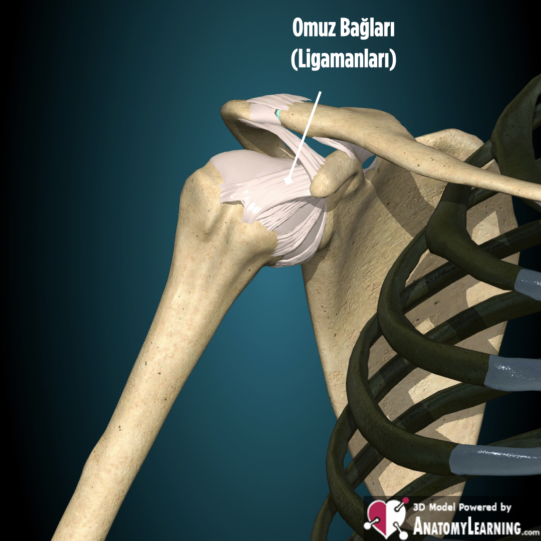 Spor Sonrası Omuz Ağrısı – Sporcular İçin Kapsamlı Omuz Ağrısı Rehberi ...