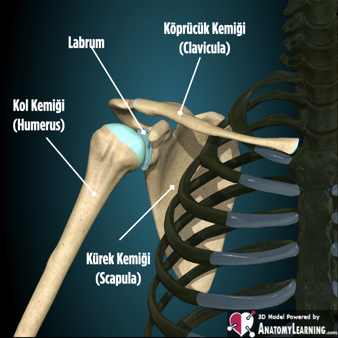 Spor Sonrası Omuz Ağrısı – Sporcular İçin Kapsamlı Omuz Ağrısı Rehberi ...